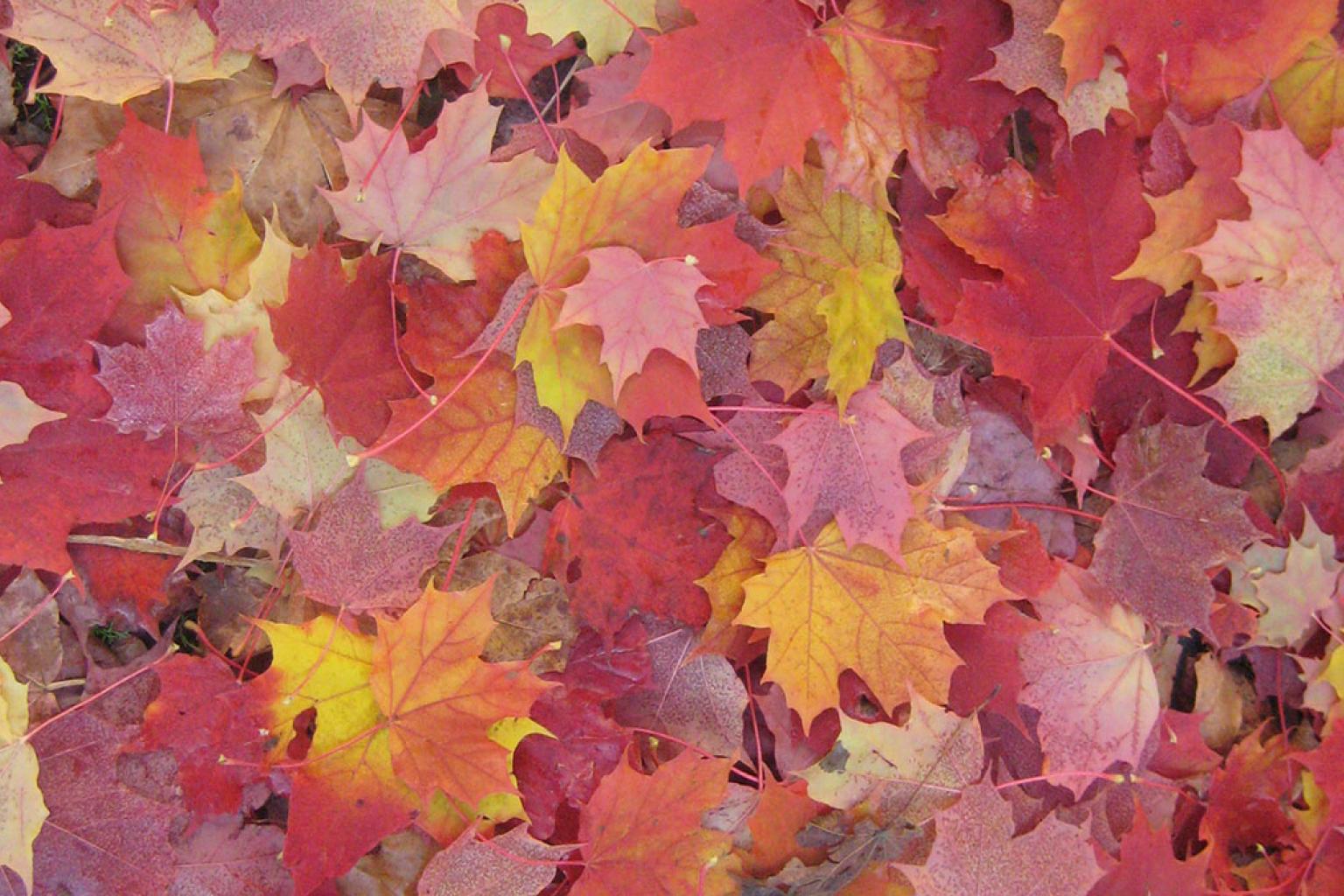 October was unusually warm throughout Finland
