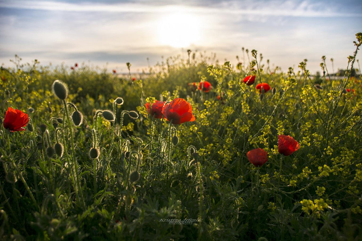Global Seasonal Climate Update for June-July-August 2025